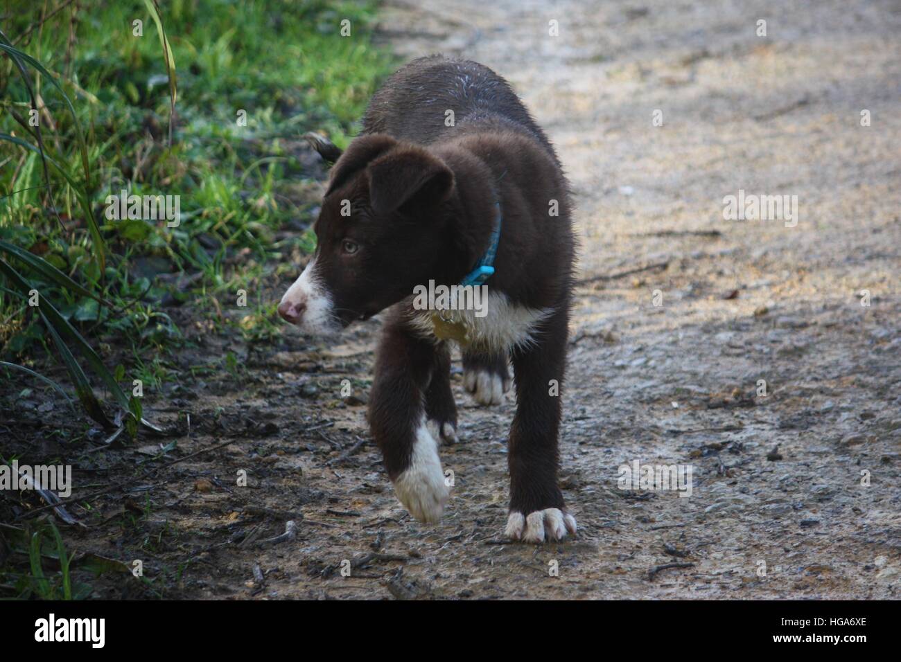 Smooth border collie hi-res stock photography and images - Alamy