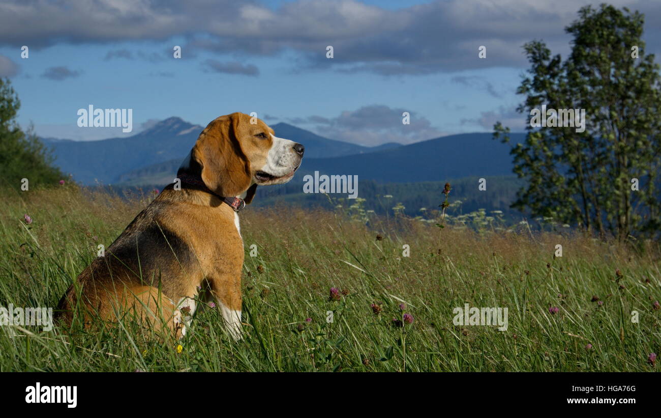 Beagle dog in the field Stock Photo - Alamy