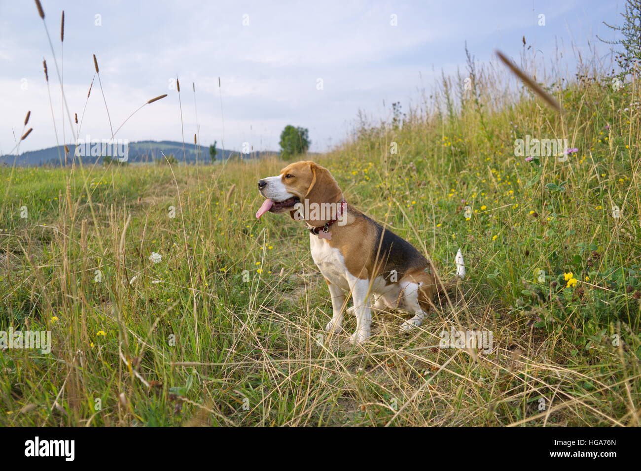 Beagle dog fun in hi-res stock photography and images - Alamy