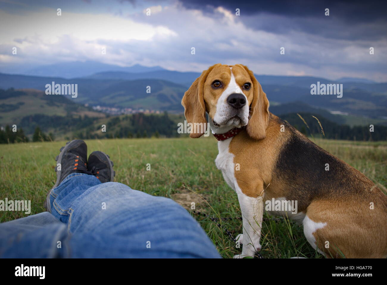 Beagle dog hi-res stock photography and images - Alamy