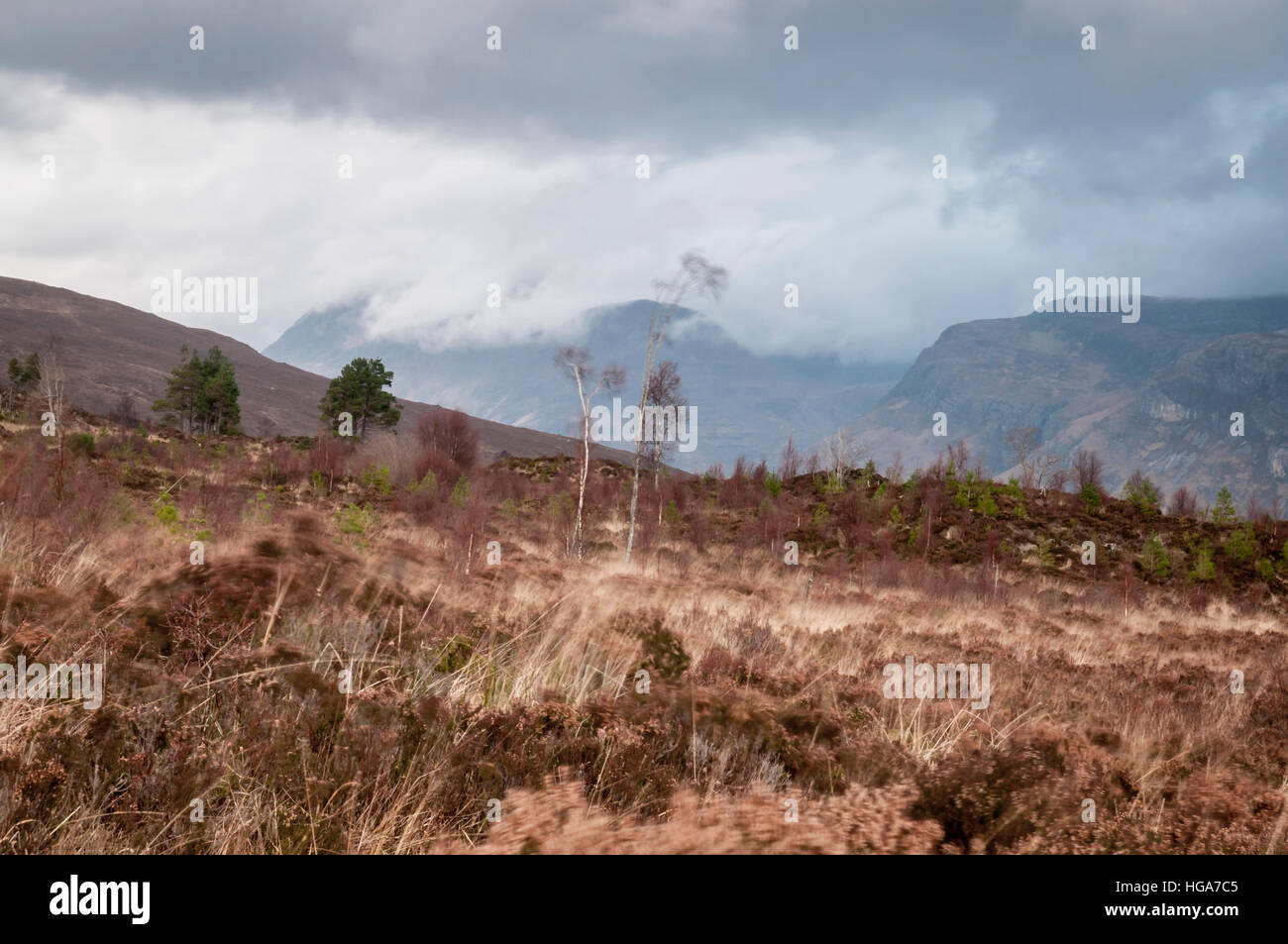 Strong wind tree blowing hi-res stock photography and images - Alamy