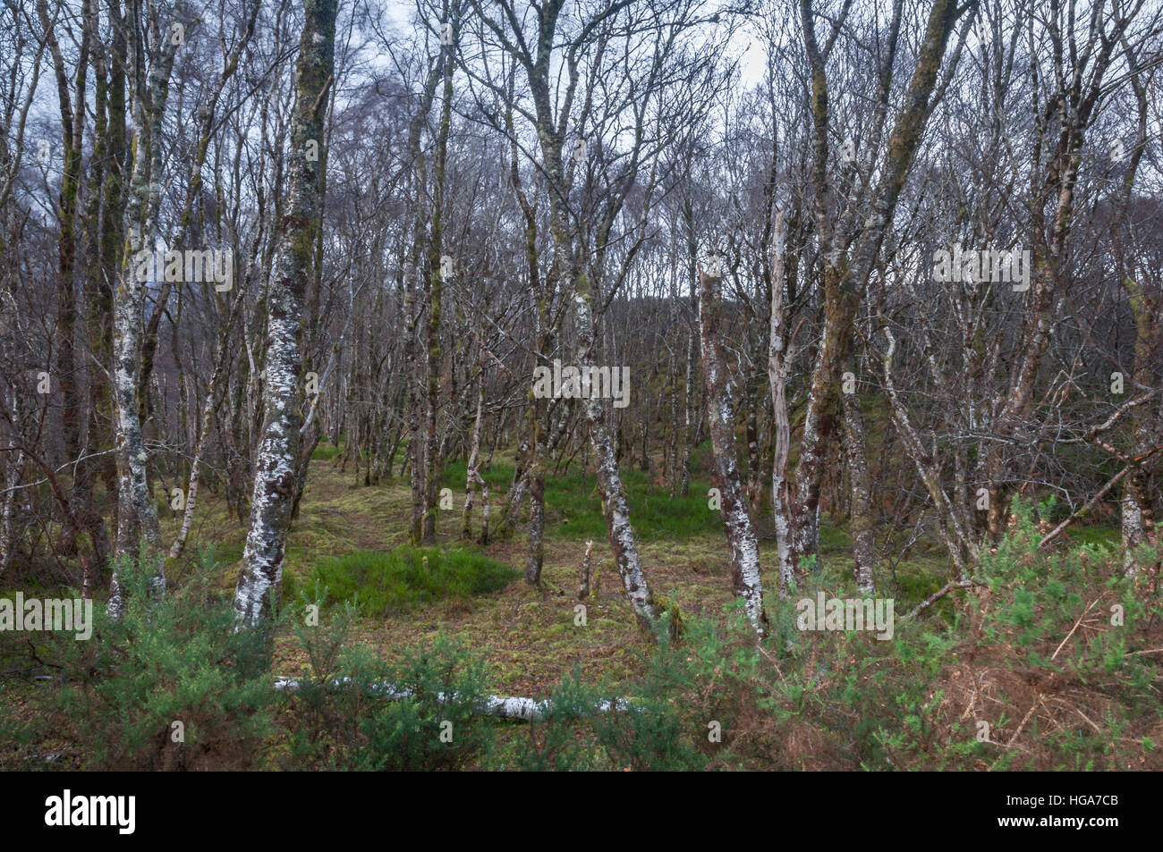 A winter landscape image of Silver birch Trees, Betula pendula Stock ...
