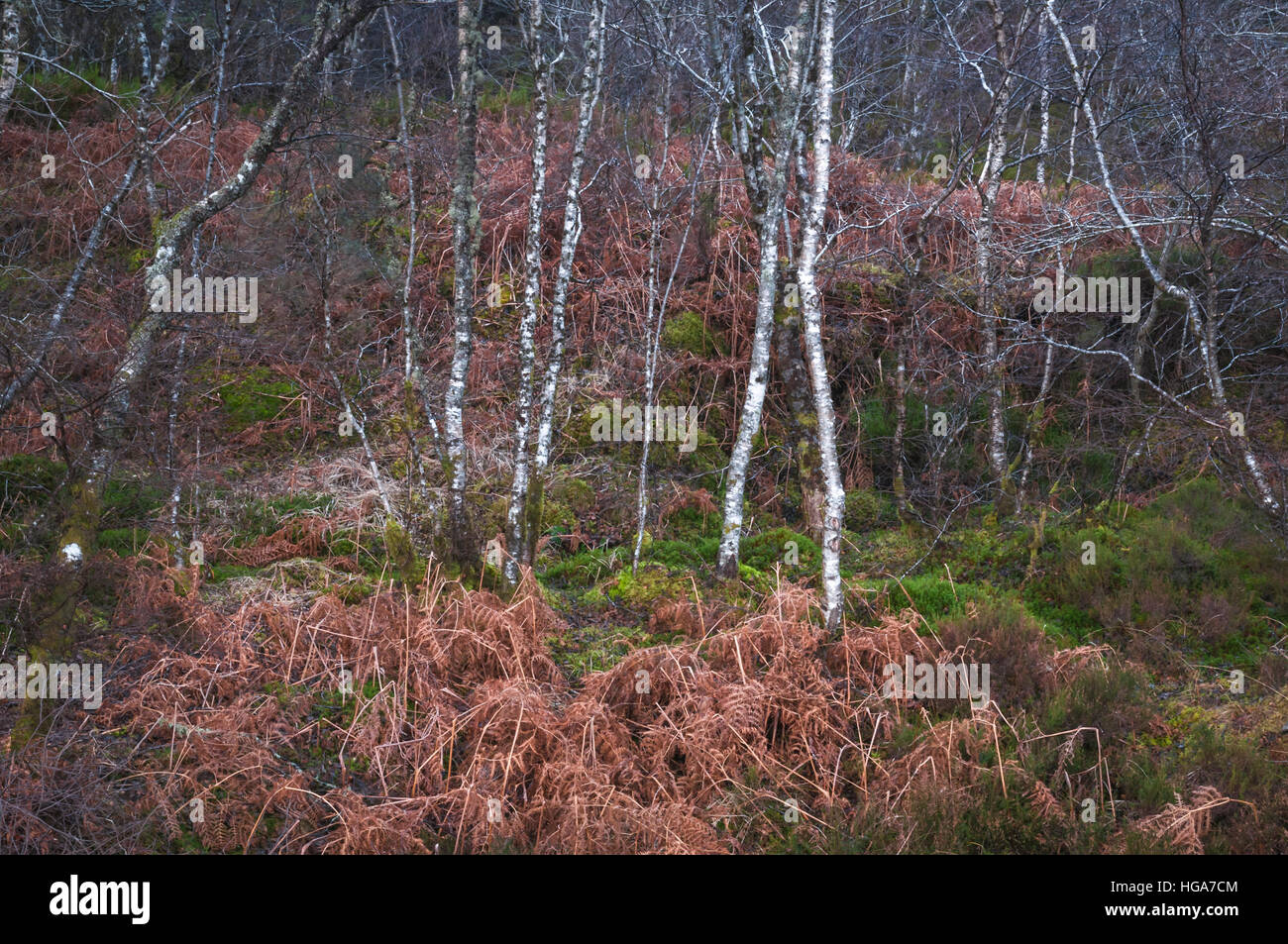 An winter landscape image of Silver birch Trees, Betula pendula, and ...
