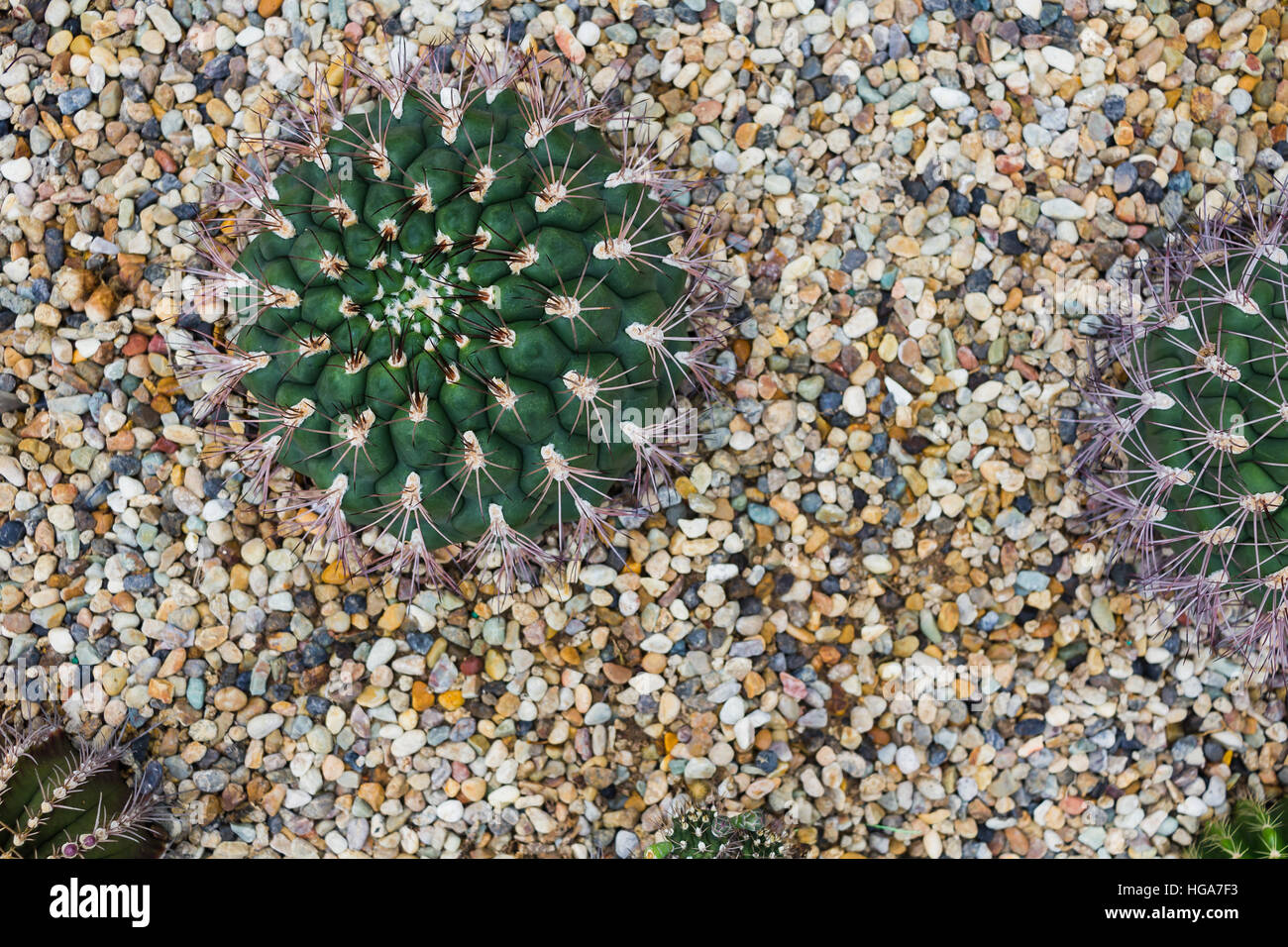 Cactus growing in rock bed, Flower,Cactus Plant, Succulent Plant Stock ...