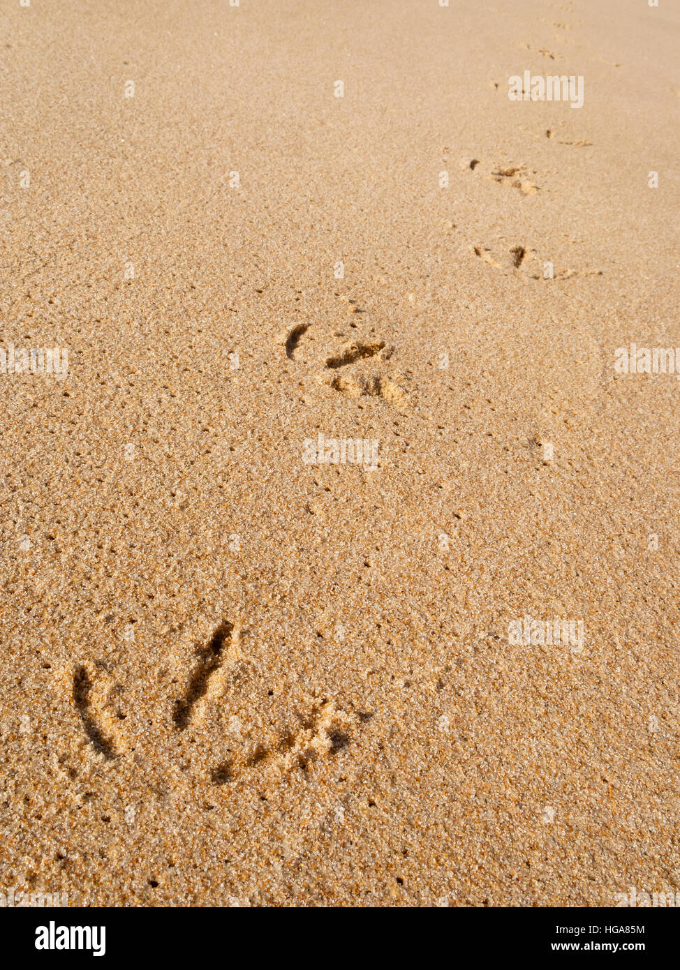 Disappearing footprints hi-res stock photography and images - Alamy