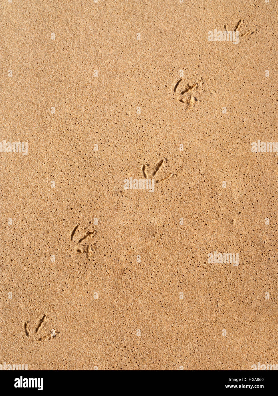 Seagull tracks sand hi-res stock photography and images - Alamy
