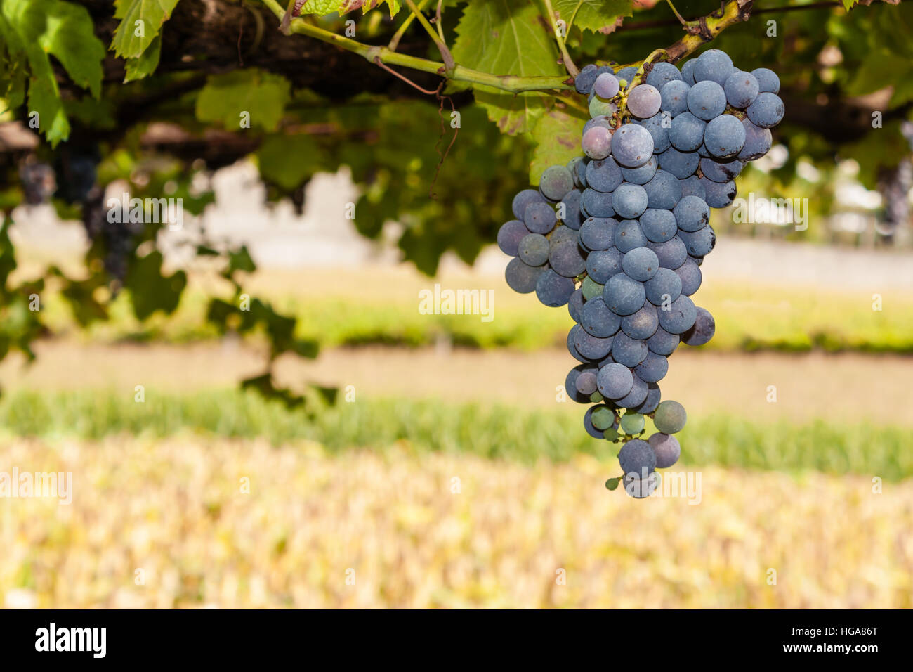 Ripe red or black grapes cluster hanging in a vine during the autumn or fall season Stock Photo ...