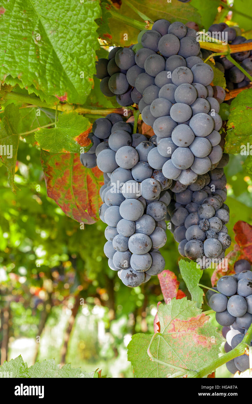 Ripe red or black grapes clusters hanging in a vine during the autumn or fall season Stock Photo ...