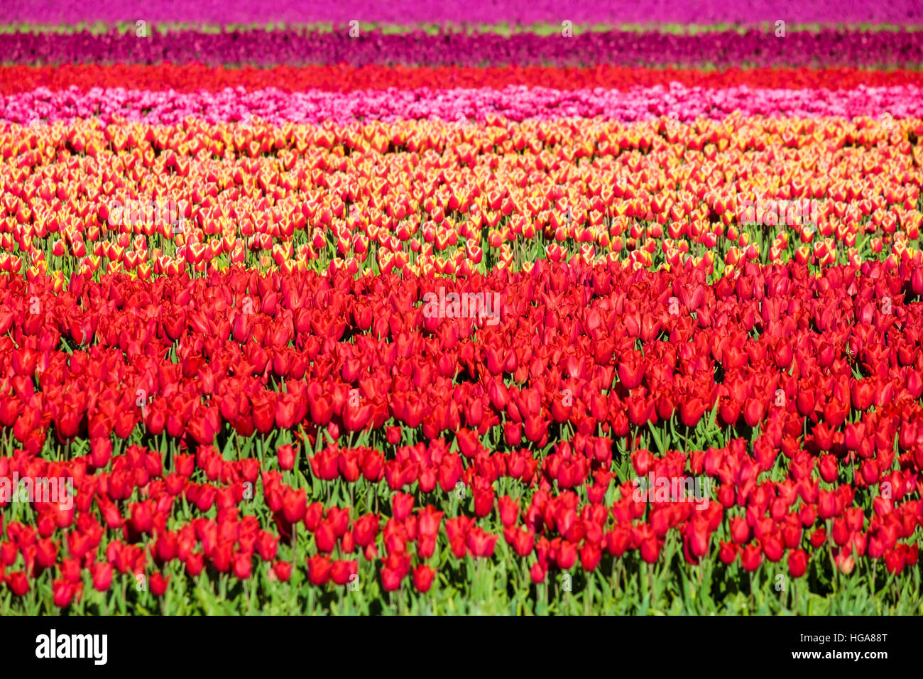 Colorful Tulip Fields In Early Spring Stock Photo - Alamy
