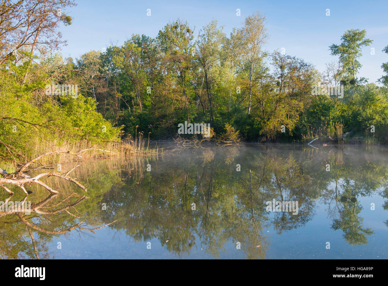 Dechantlacke, Lobau, National Park Danube-Auen, Vienna, Lower Austria ...