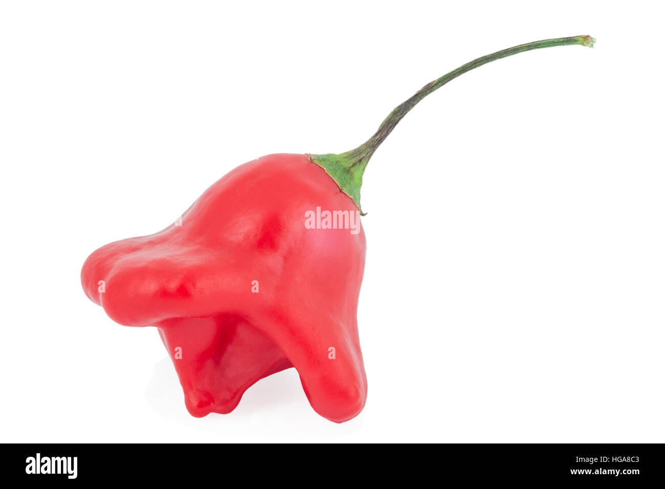 Aji (Capsicum baccatum) Ripe Chili Pepper isolated on white background ...