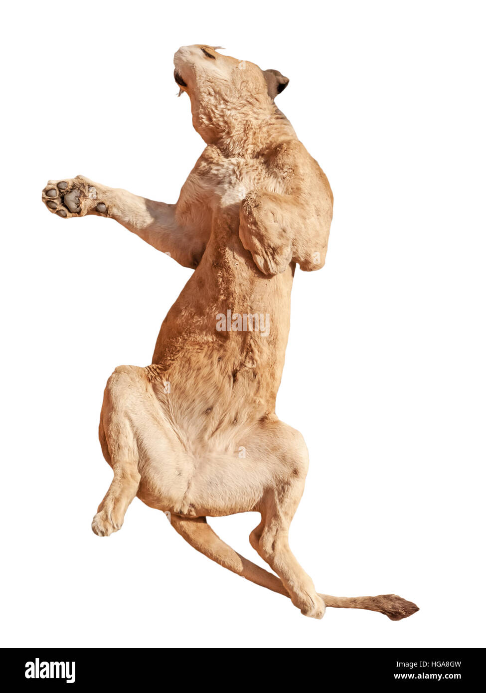 Sleeping lioness hi-res stock photography and images - Alamy