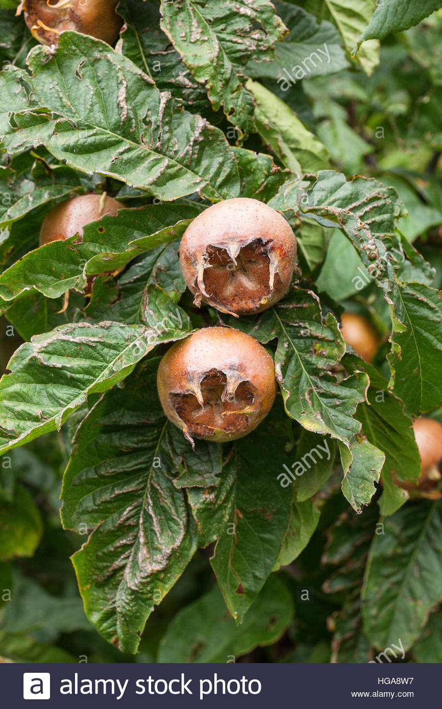 Mespilus Germanica Stock Photos & Mespilus Germanica Stock Images - Alamy