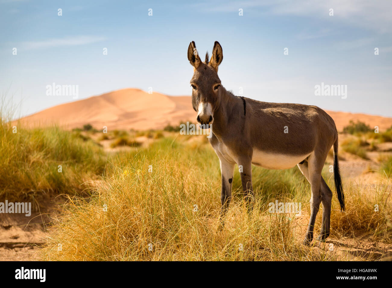 Donkey desert hi-res stock photography and images - Alamy