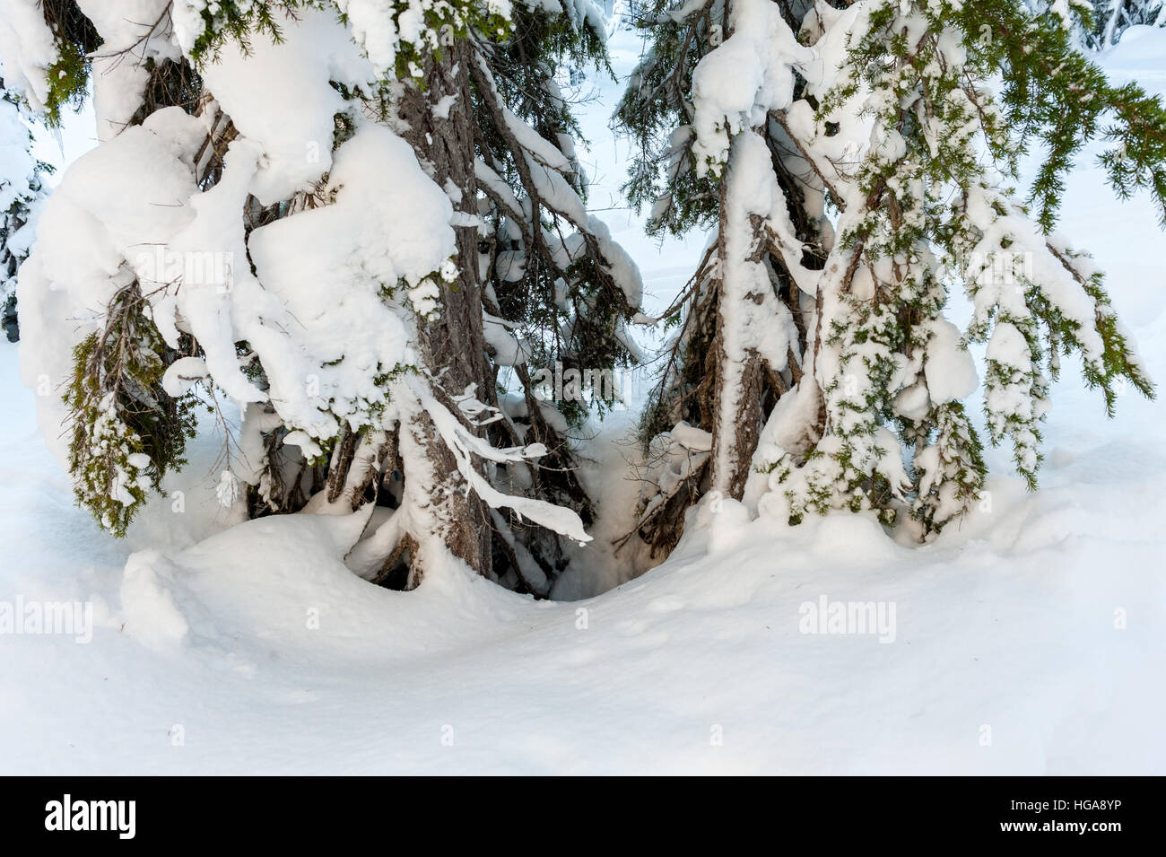 A tree well, a void area of loose snow around the trunk of a tree ...