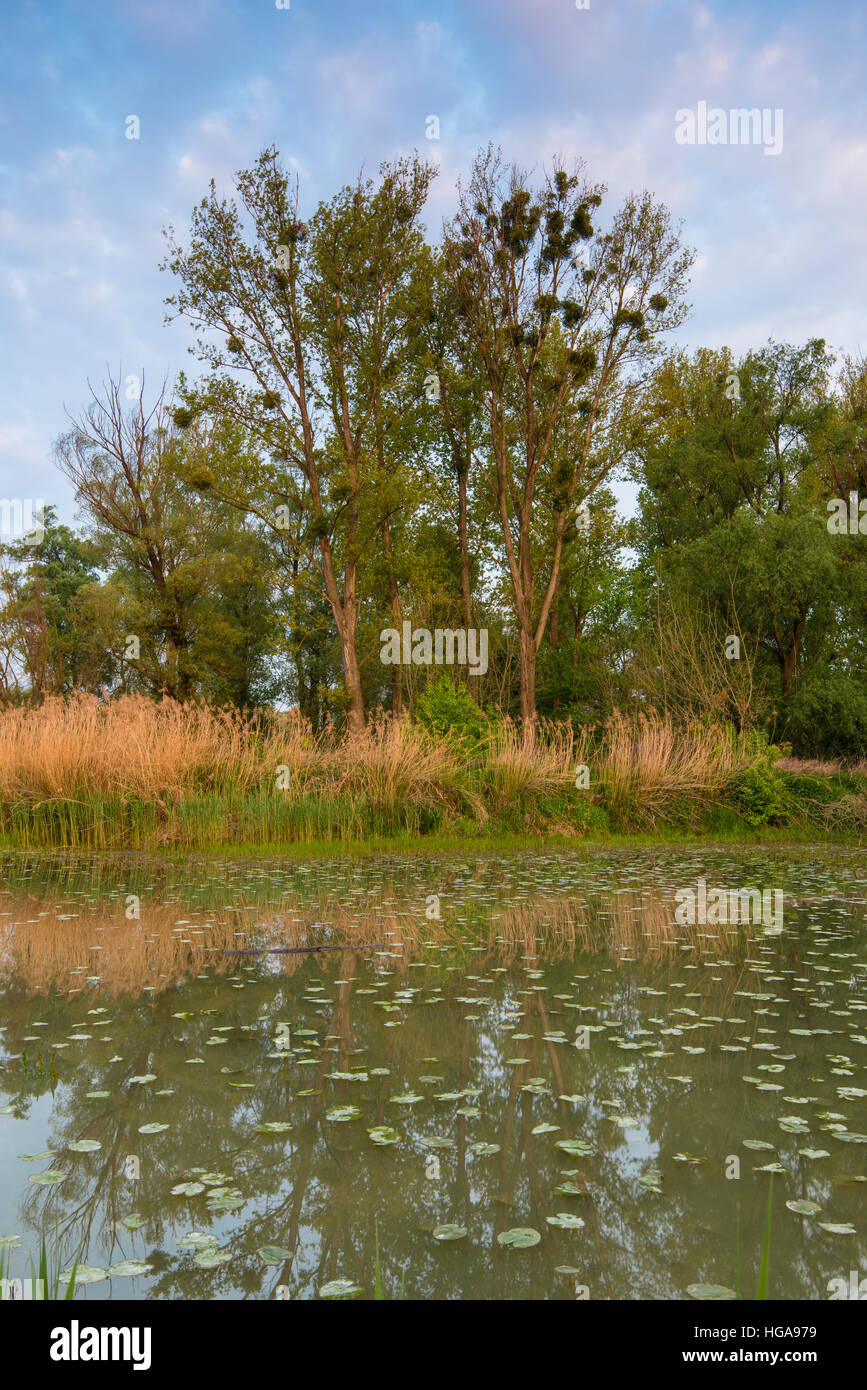 Schönau, lower Lobau, National Park Danube-Auen, Danube, Lower Austria ...