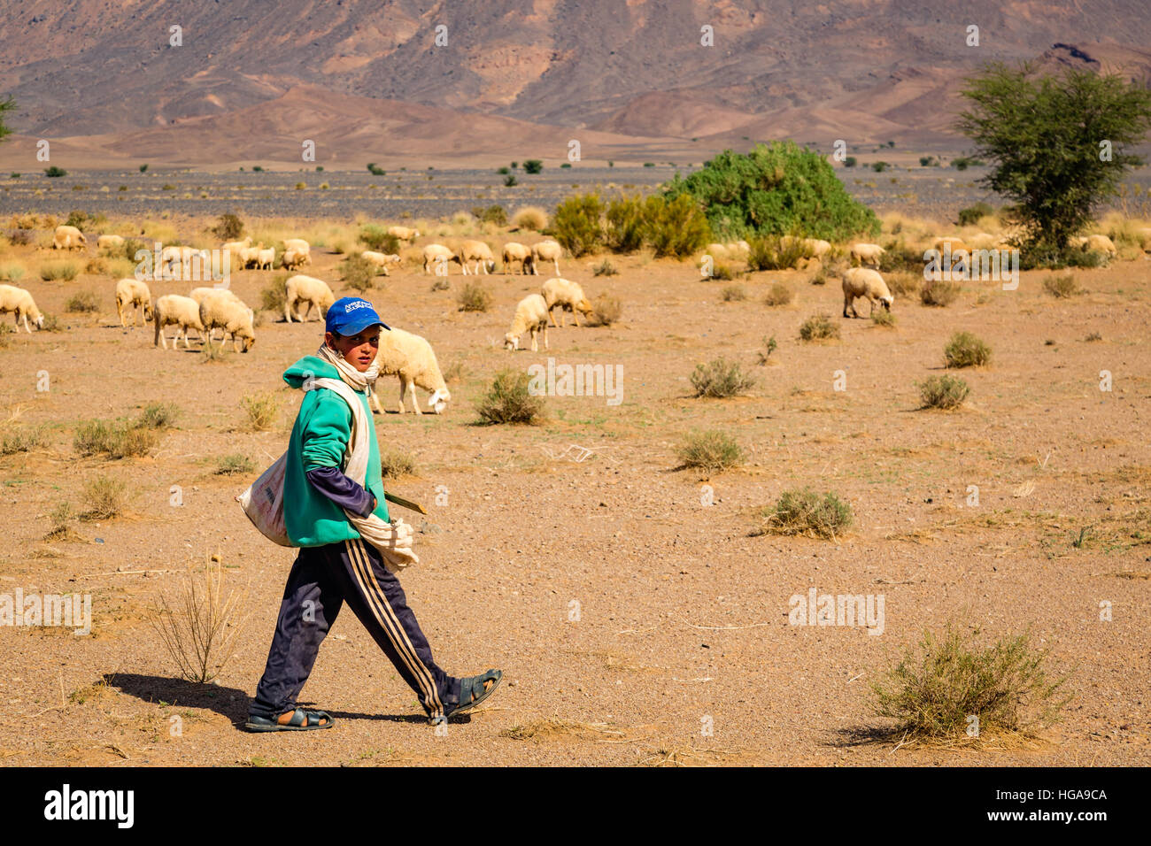 South Morocco - November 04, 2016: Young Moroccan shepherd of the sheep ...