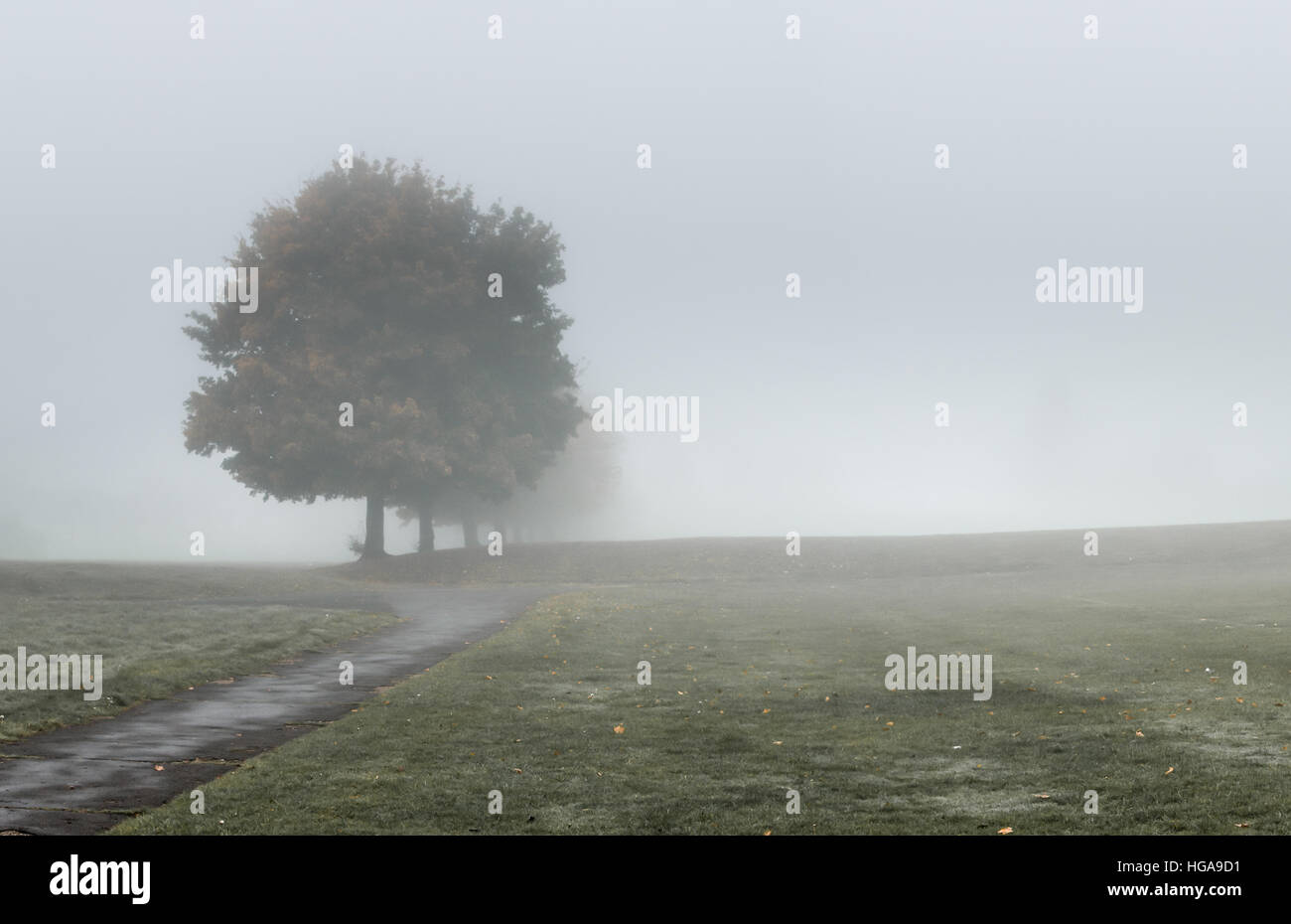 Tree Silhouette Heavy Fog High Resolution Stock Photography and Images ...