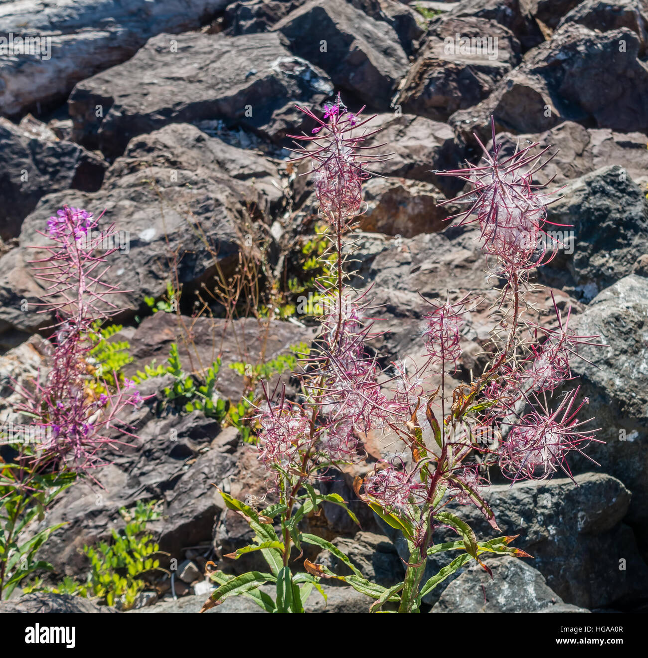 Flowers between rocks hi-res stock photography and images - Alamy