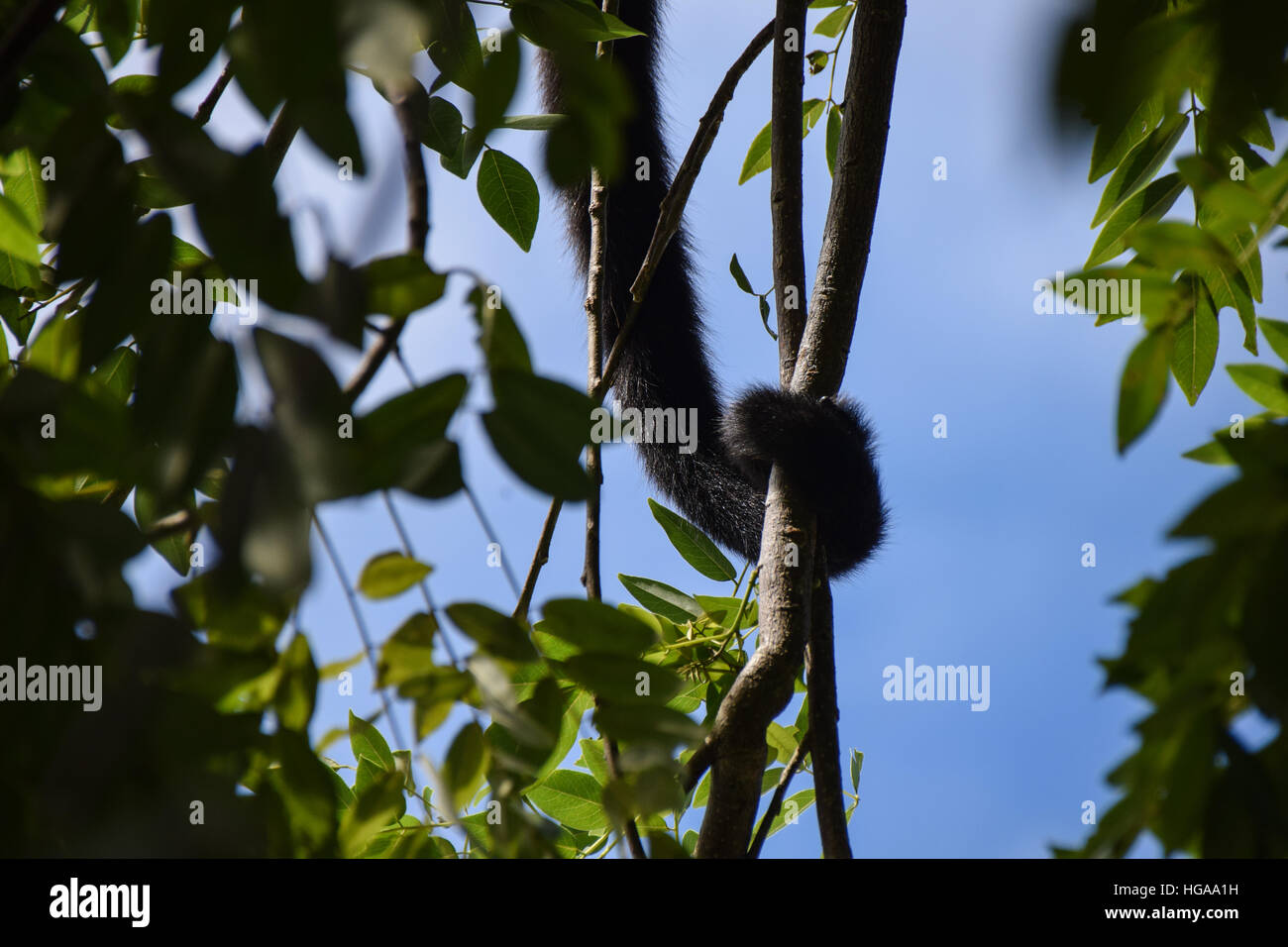Tail of a howler monkey curled around a tree branch Stock Photo - Alamy