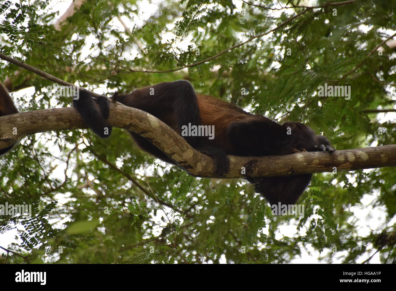 Howler monkey resting on a tree branch, tailed curled around branch ...