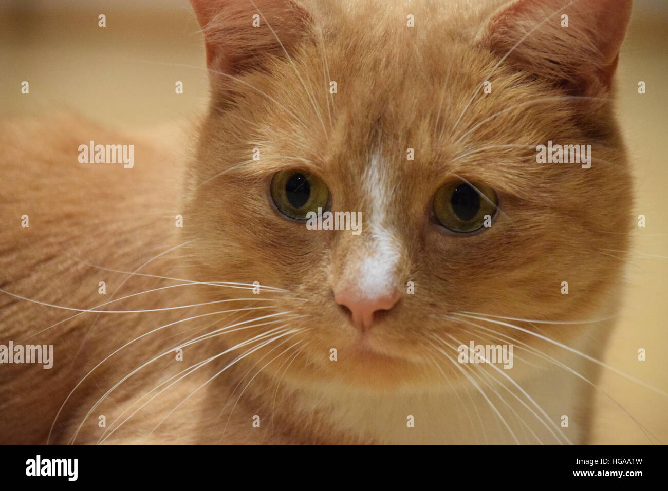 Portrait of domestic ginger cat Stock Photo - Alamy