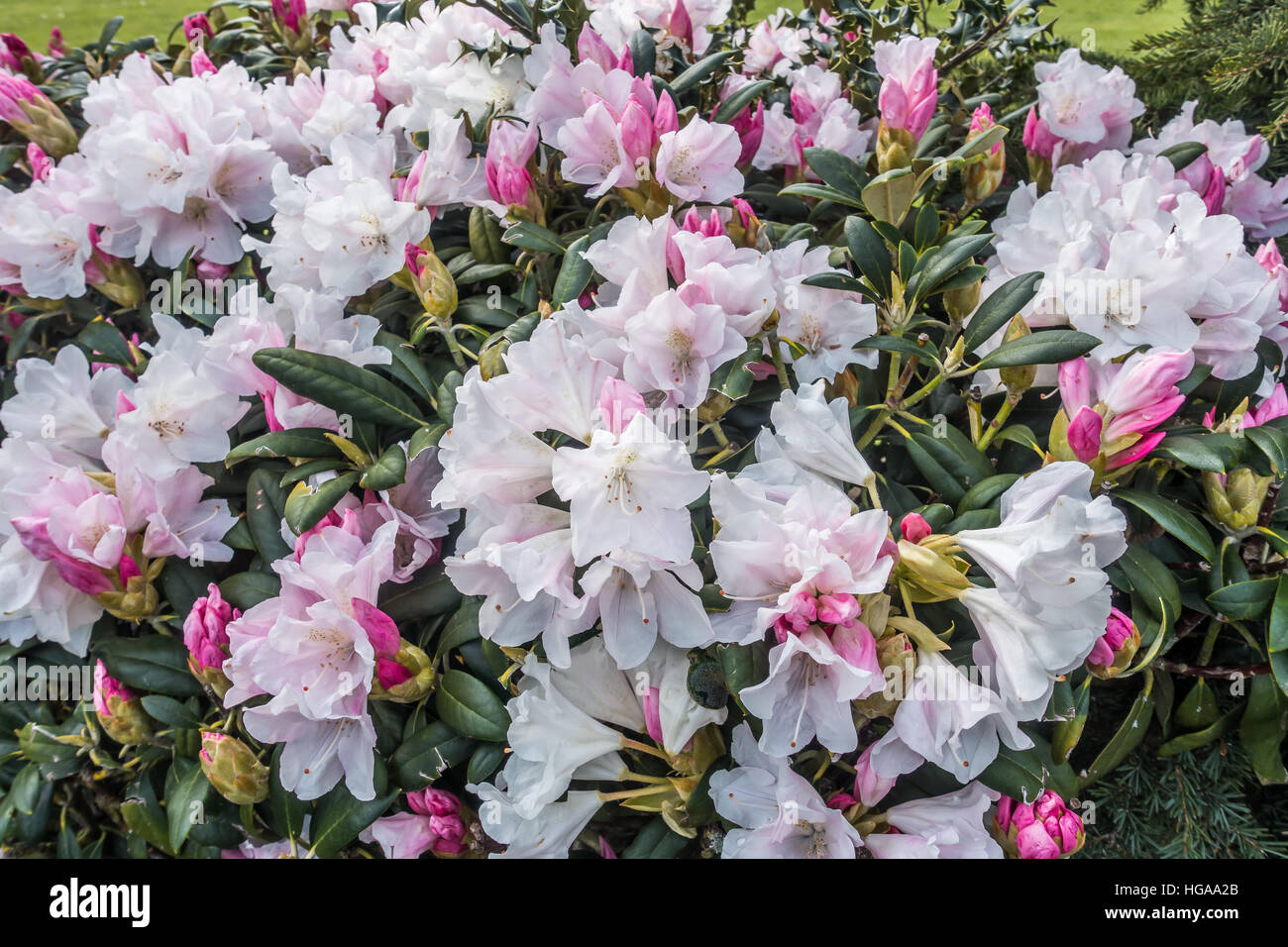 Rhododendron pink white flowers hi-res stock photography and images - Alamy