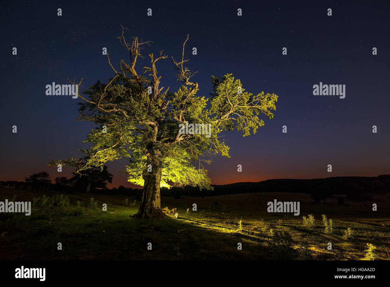 Lonely tree iluminated at night Stock Photo - Alamy