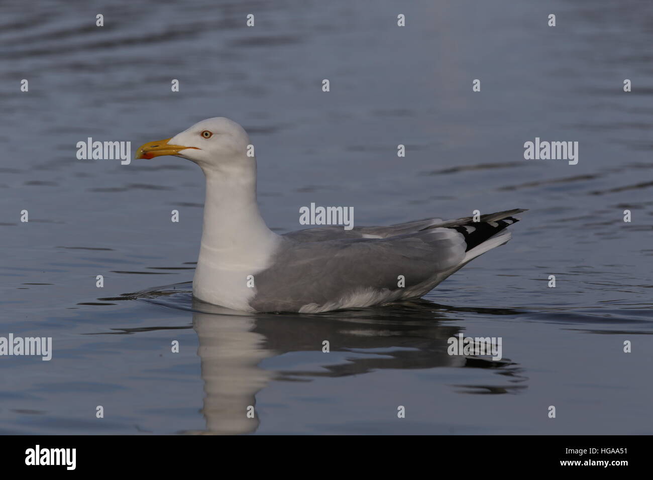 European herring gull swimming Stock Photo - Alamy