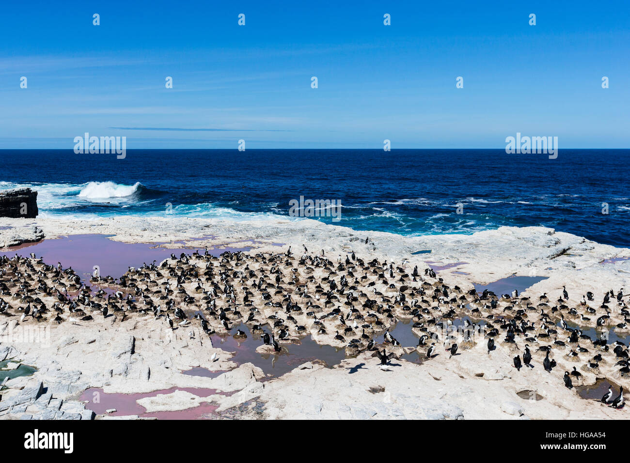 Imperial Shag on Sealion Island in the Falkands Stock Photo - Alamy