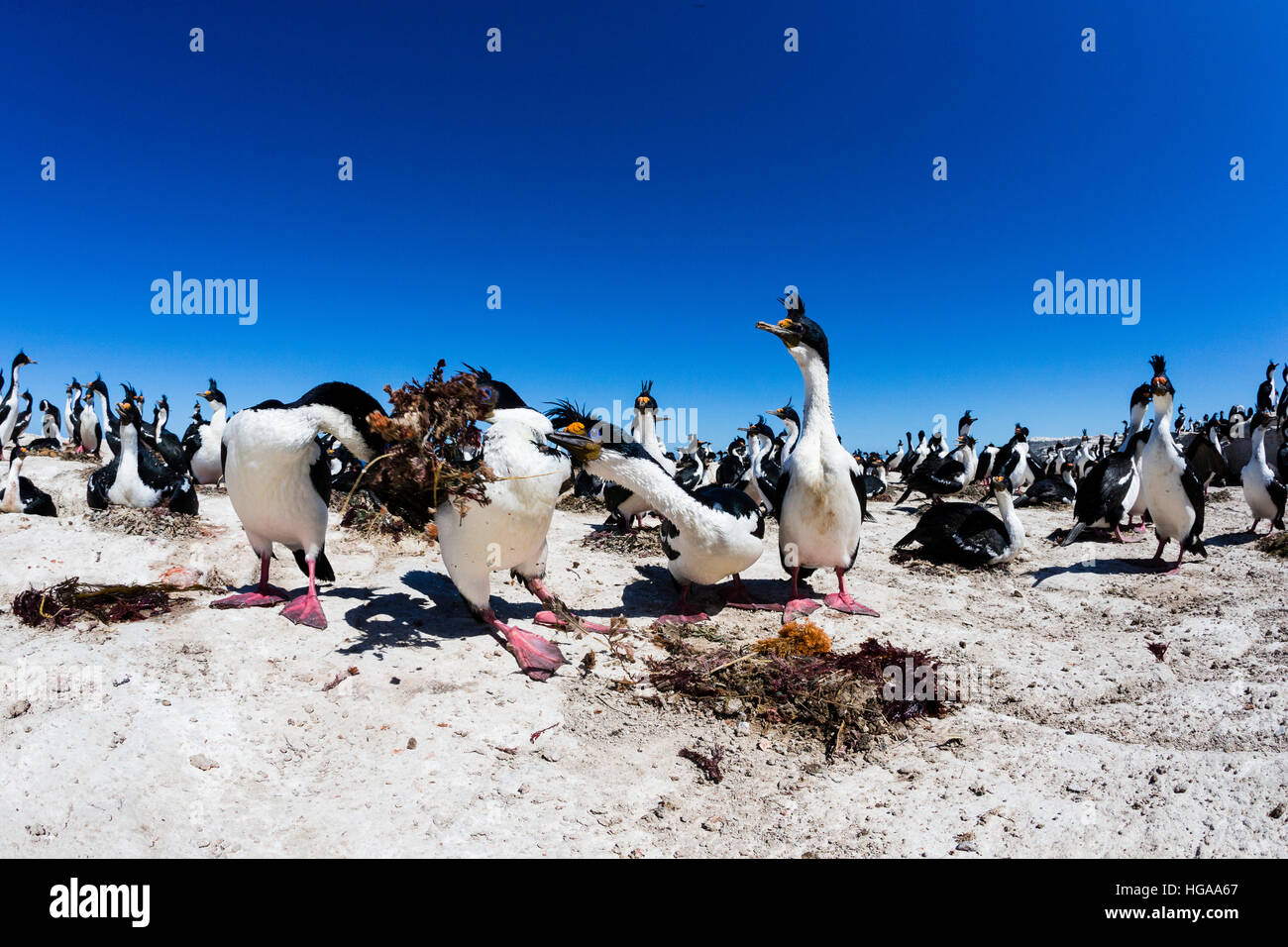 Imperial Shag on Sealion Island in the Falkands Stock Photo - Alamy