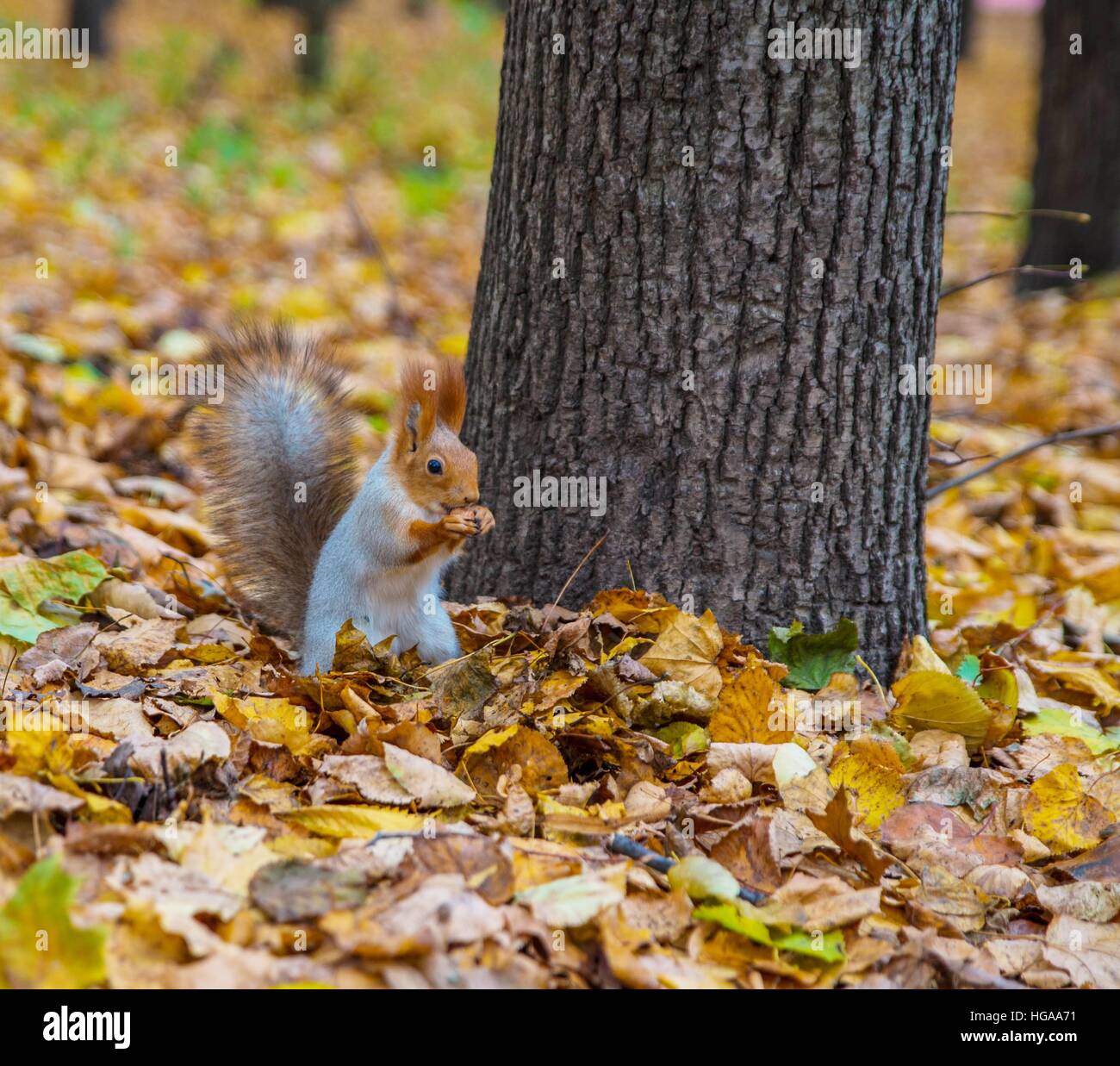 Squirrel with acorn hi-res stock photography and images - Alamy