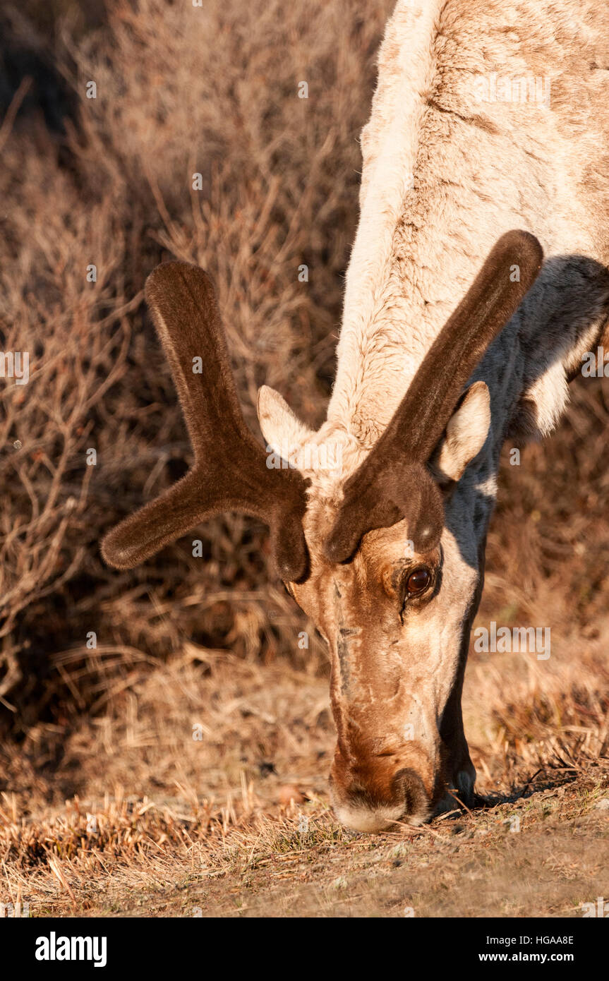 Bull caribou hi-res stock photography and images - Alamy