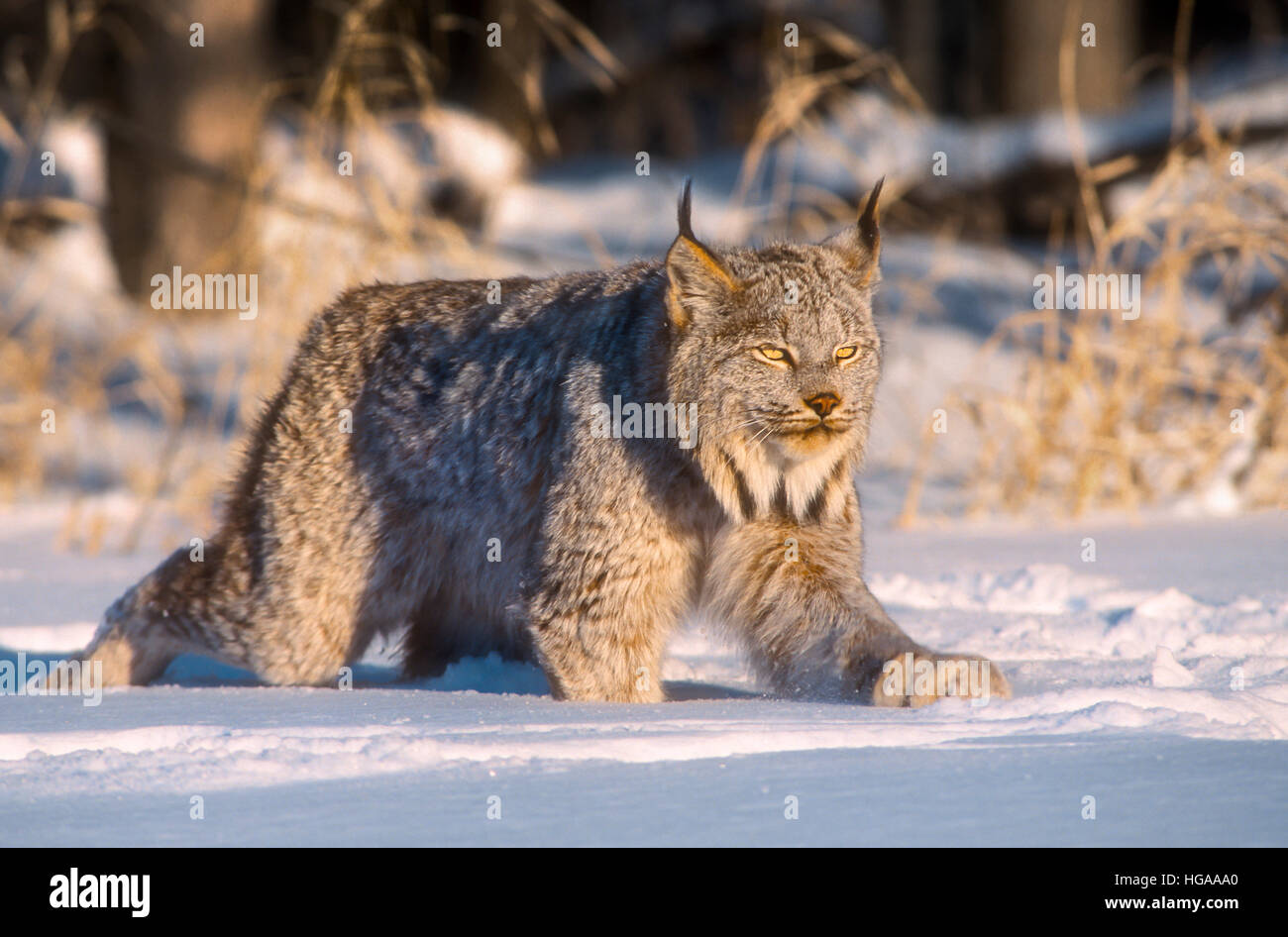 Canada lynx hi-res stock photography and images - Alamy