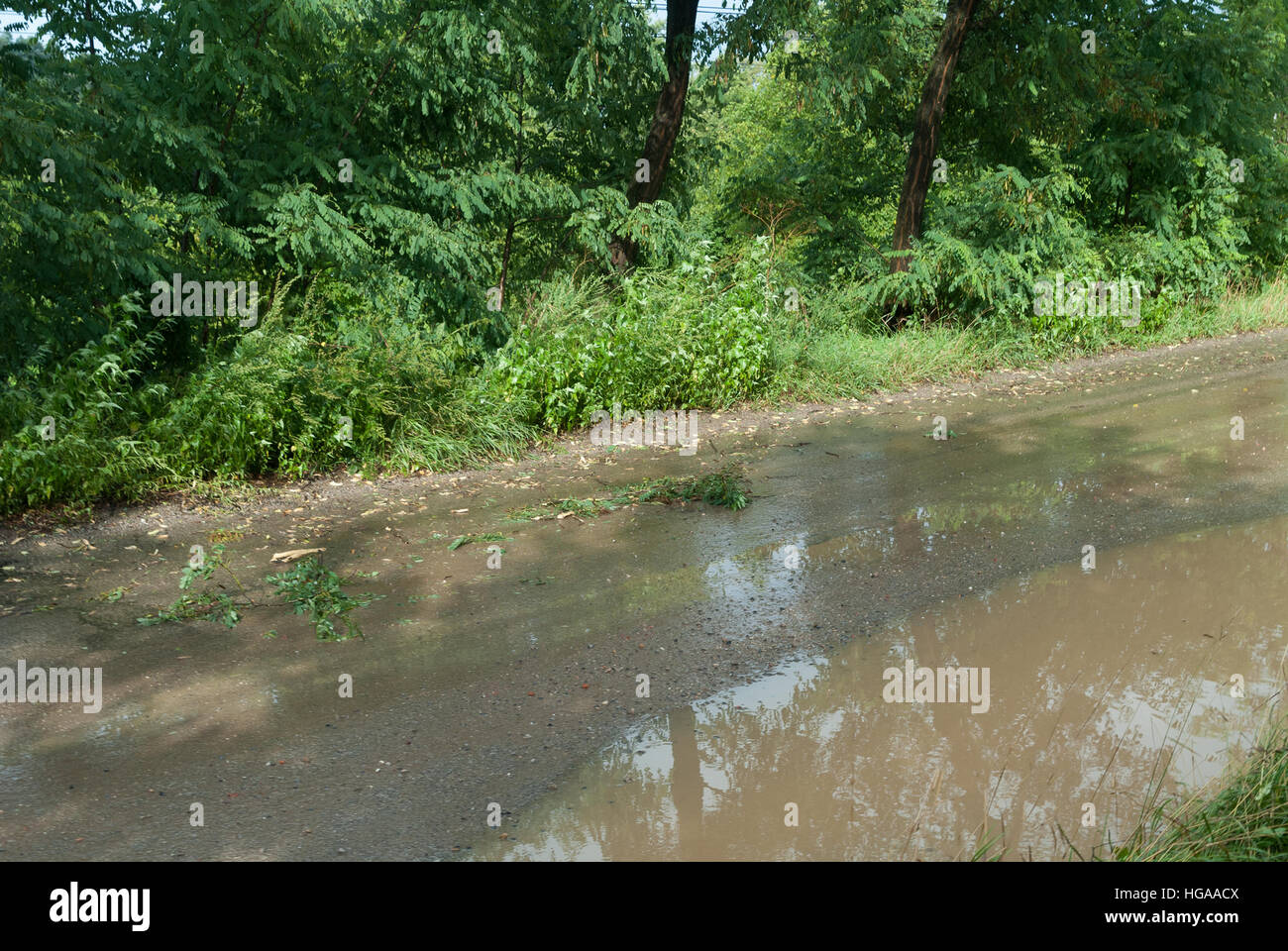 Flooded road mud high water puddle in forest trees Stock Photo - Alamy