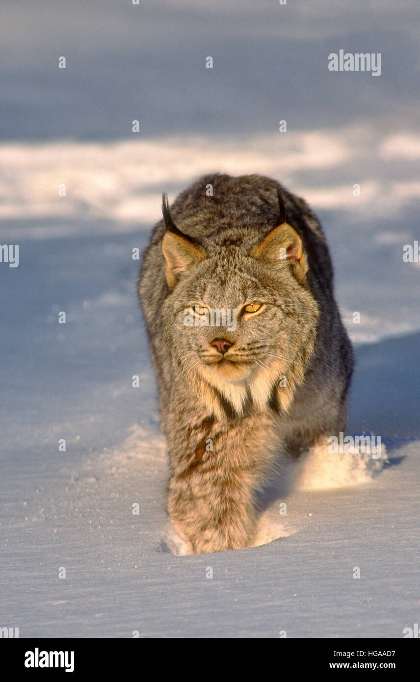 Canada lynx hi-res stock photography and images - Alamy