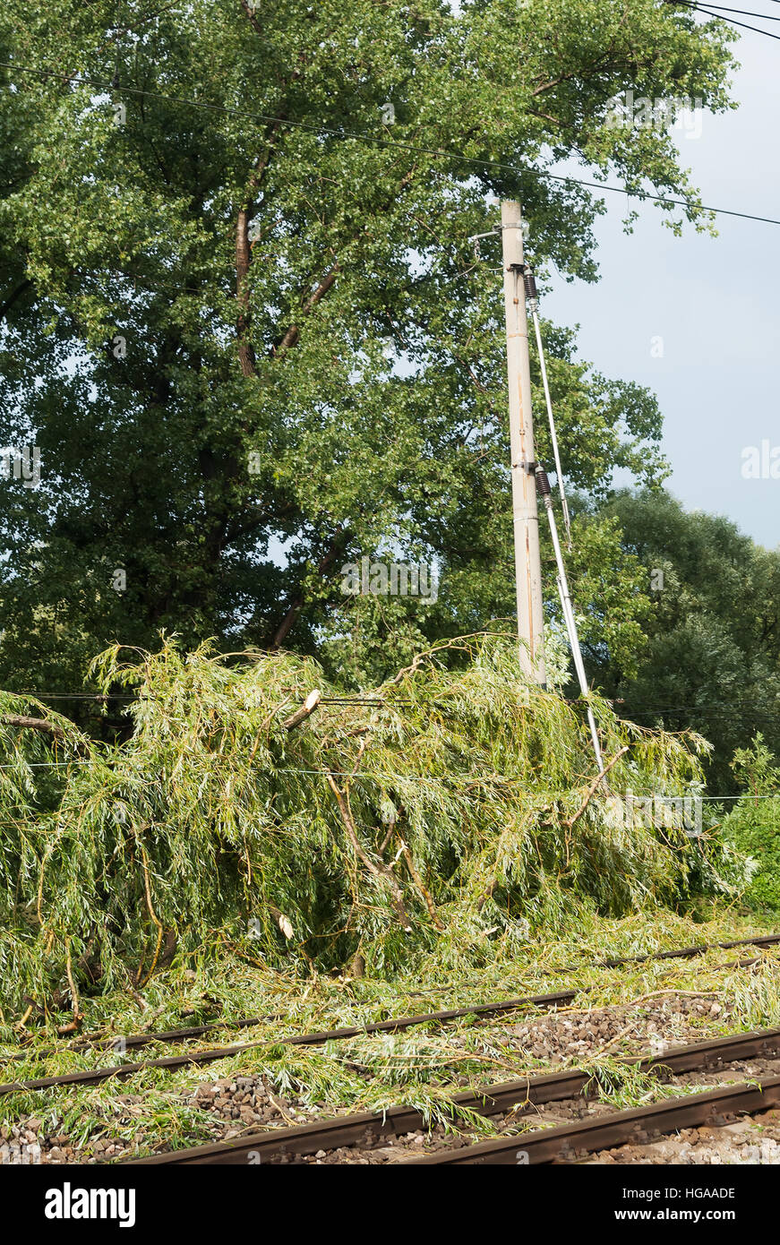 Willow tree fell on a railway track in a forest Stock Photo - Alamy