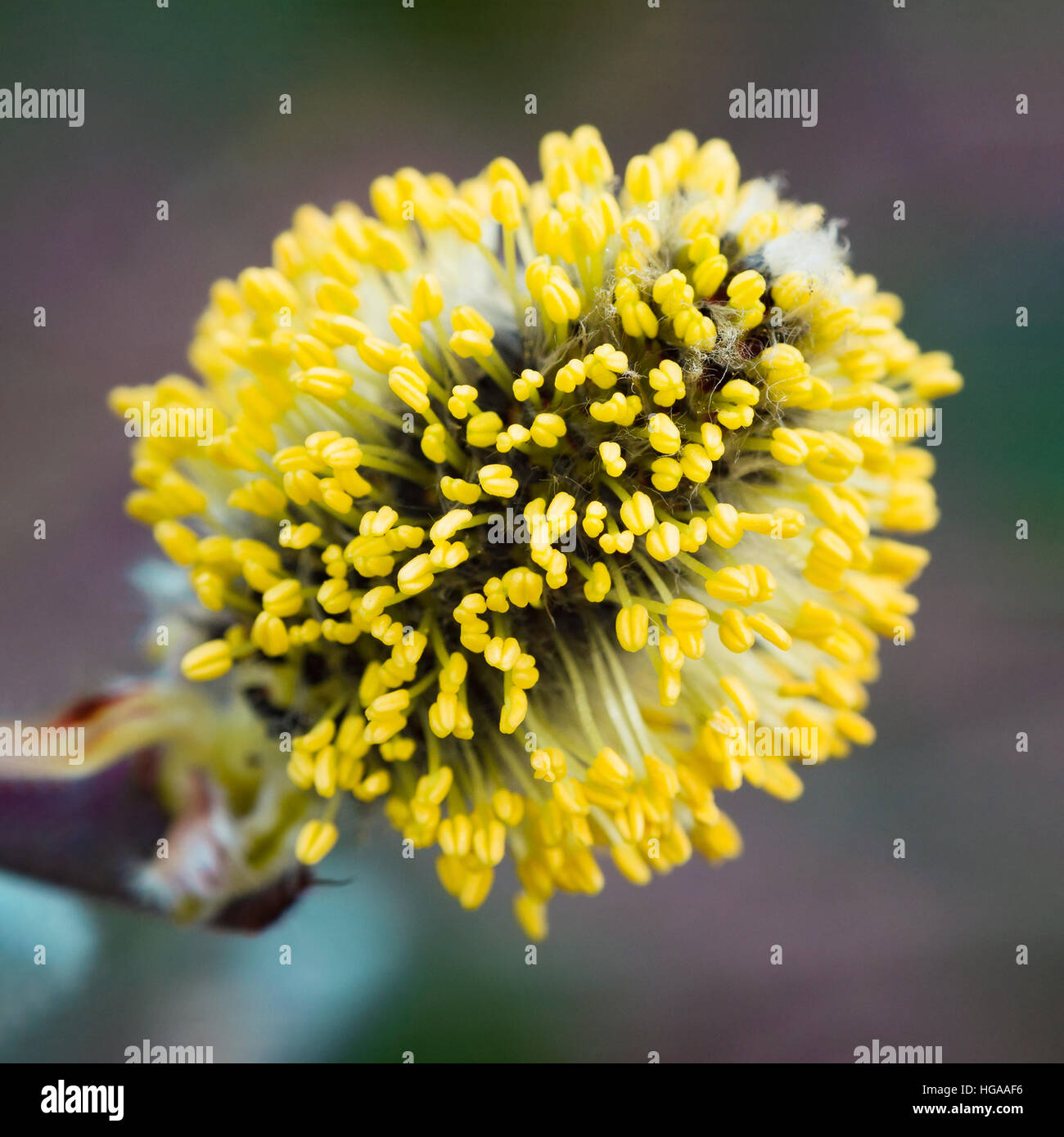 Willow tree flower in bloom blossom detail yellow pollen natural spring ...