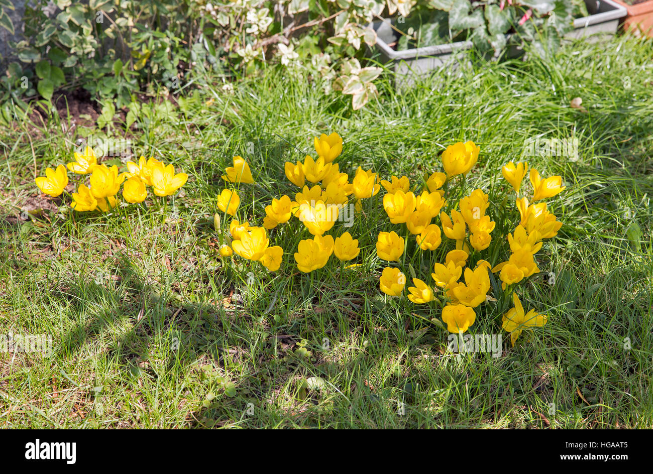 Colchicaceae genus hi-res stock photography and images - Alamy