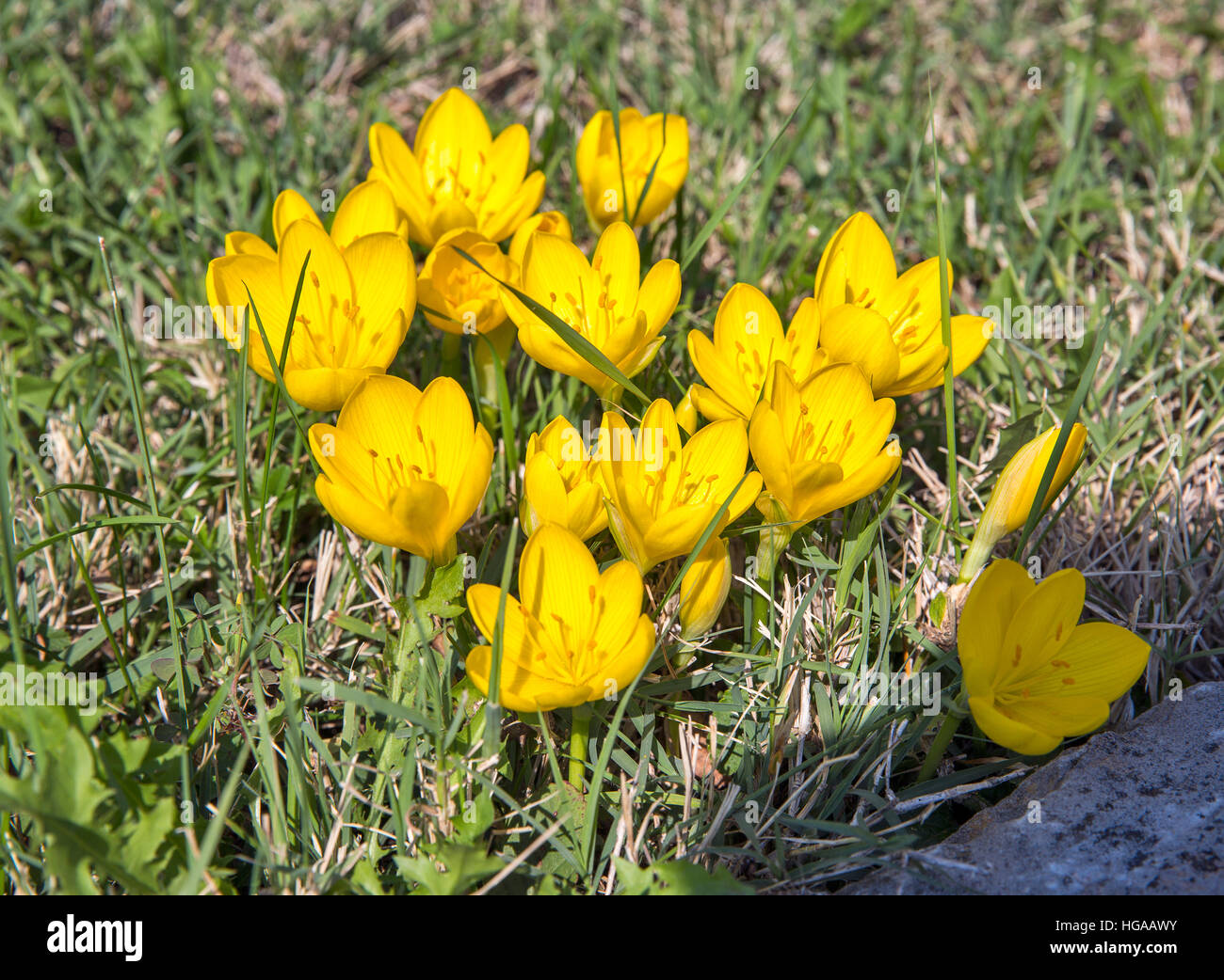 Yellow crocus or colhicum in autumn garden. Colchicum is a genus of ...