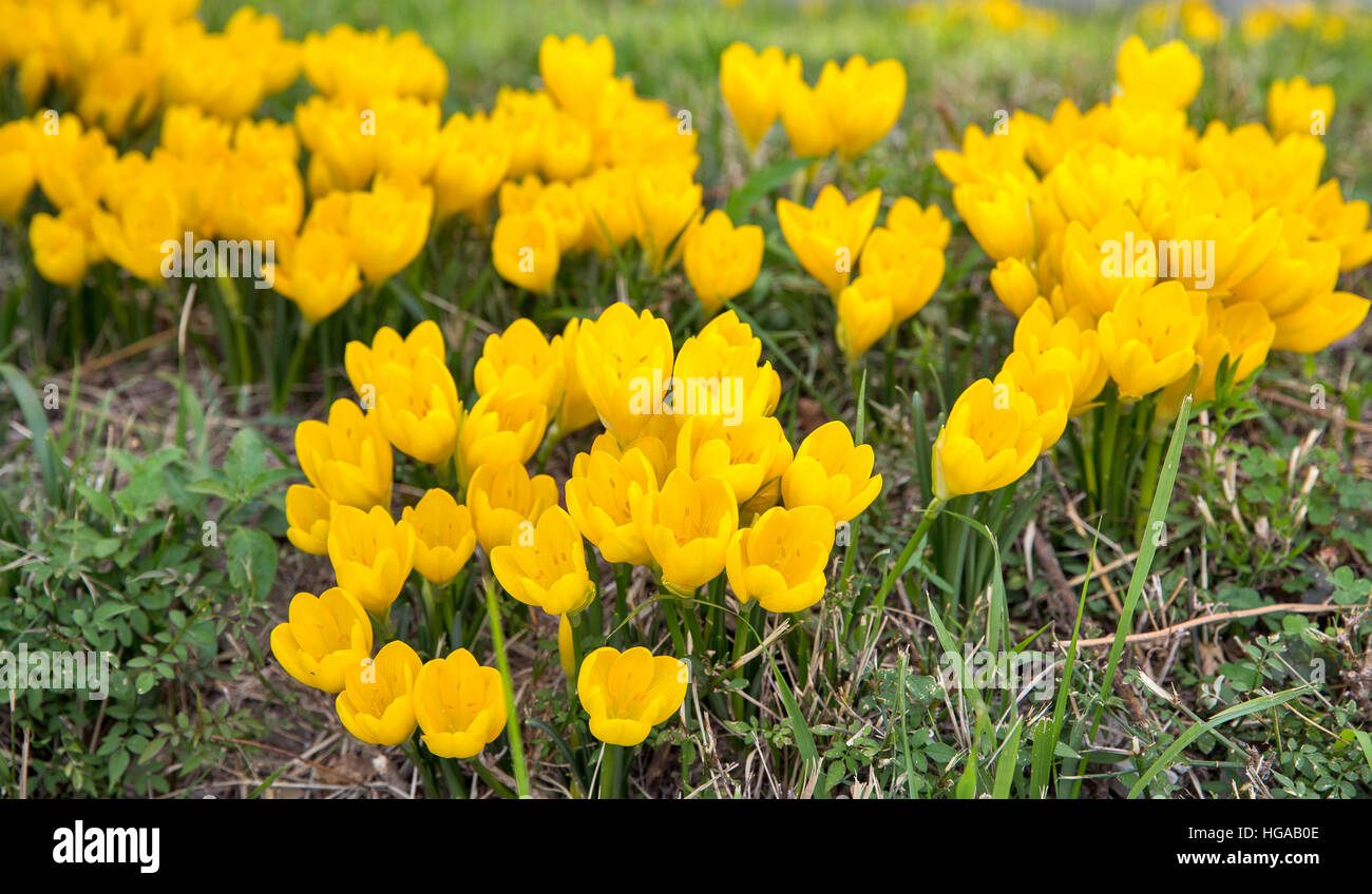 Colhicum flower hi-res stock photography and images - Alamy