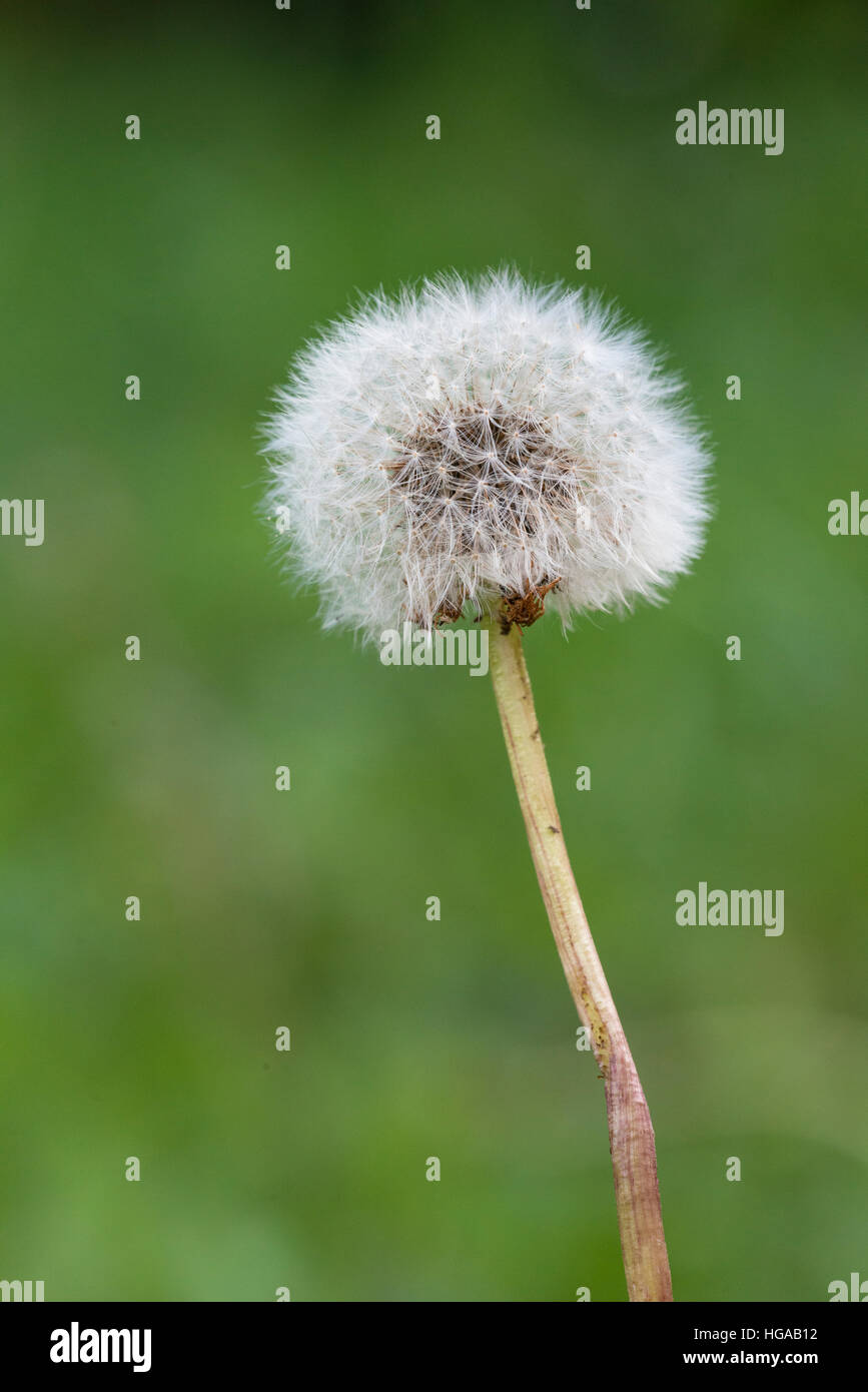 Common dandelion (Taraxacum sect. Ruderalia), inflorescence Stock Photo ...