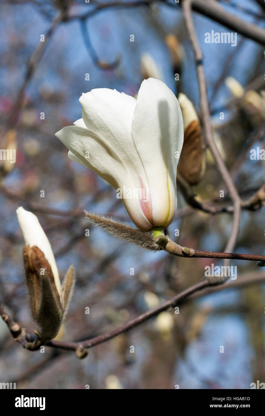 Magnolia branch hi-res stock photography and images - Alamy