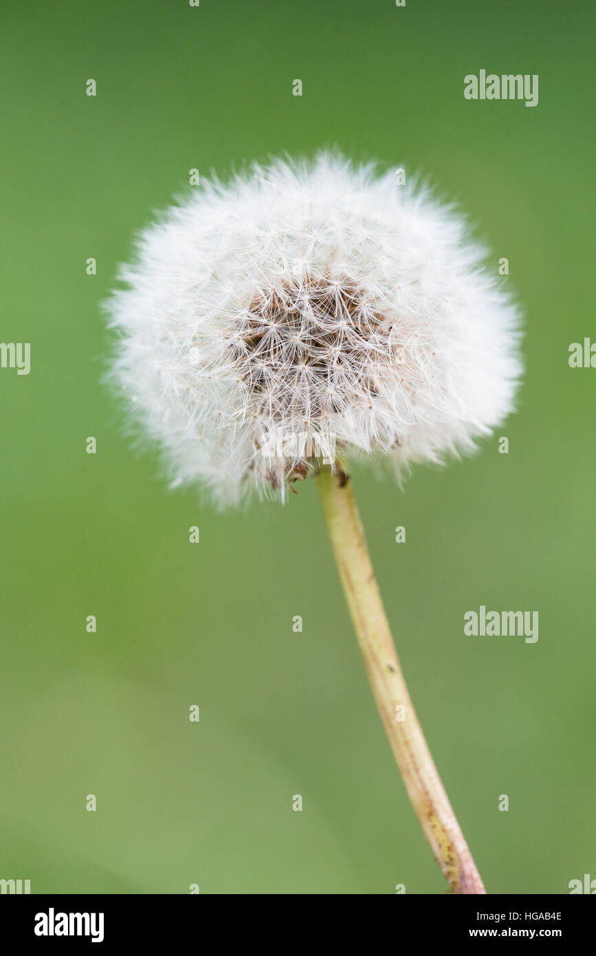 Common dandelion (Taraxacum sect. Ruderalia), inflorescence Stock Photo ...