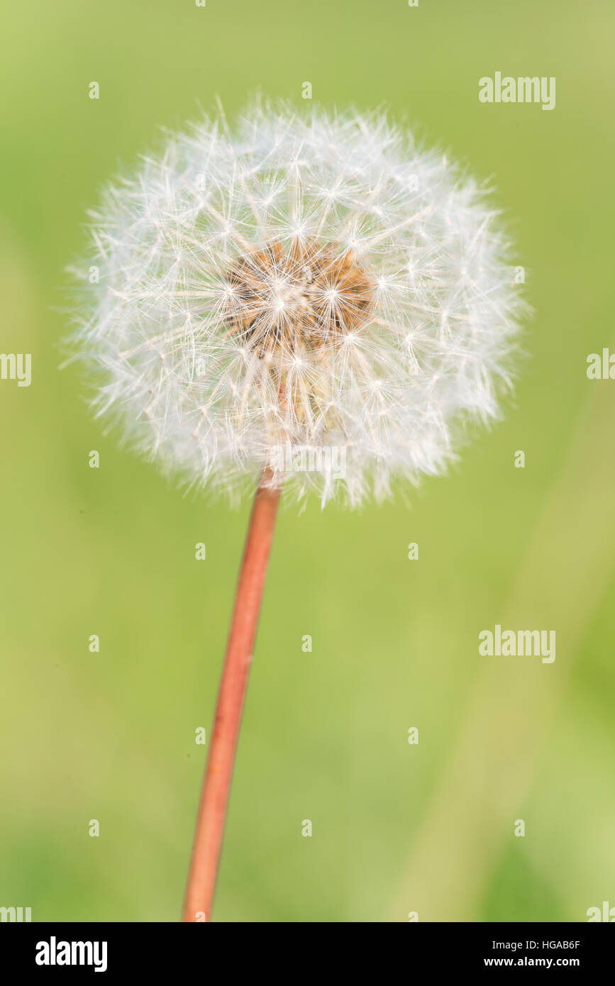 Common dandelion (Taraxacum sect. Ruderalia), inflorescence Stock Photo ...