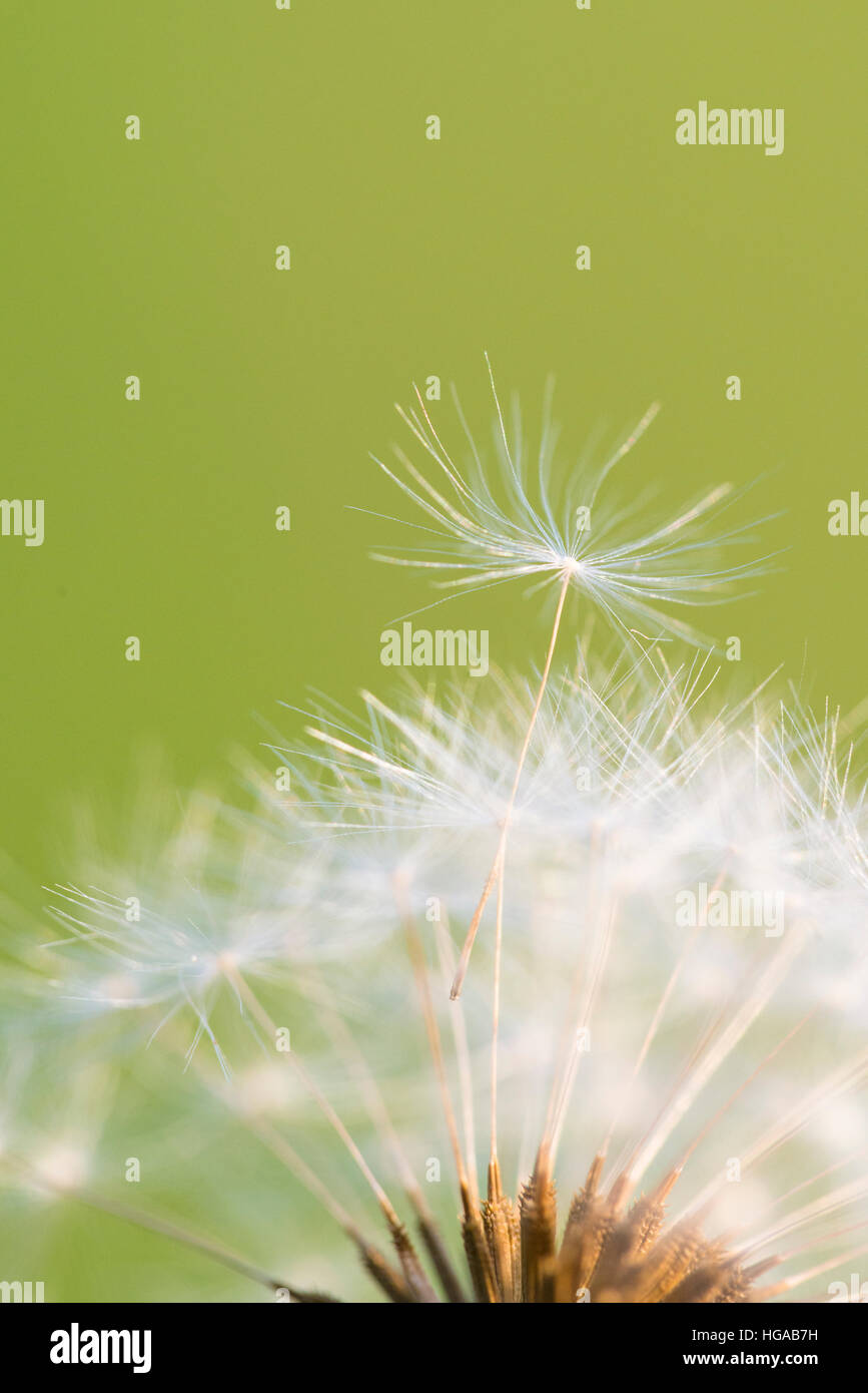 Common dandelion (Taraxacum sect. Ruderalia), inflorescence Stock Photo ...