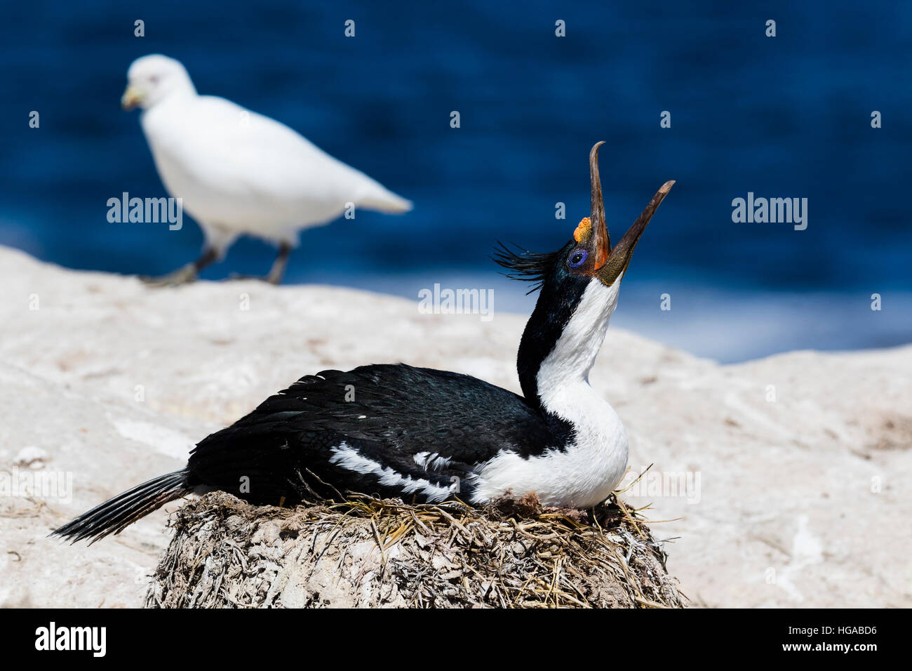 Imperial shag on sealion island hi-res stock photography and images - Alamy
