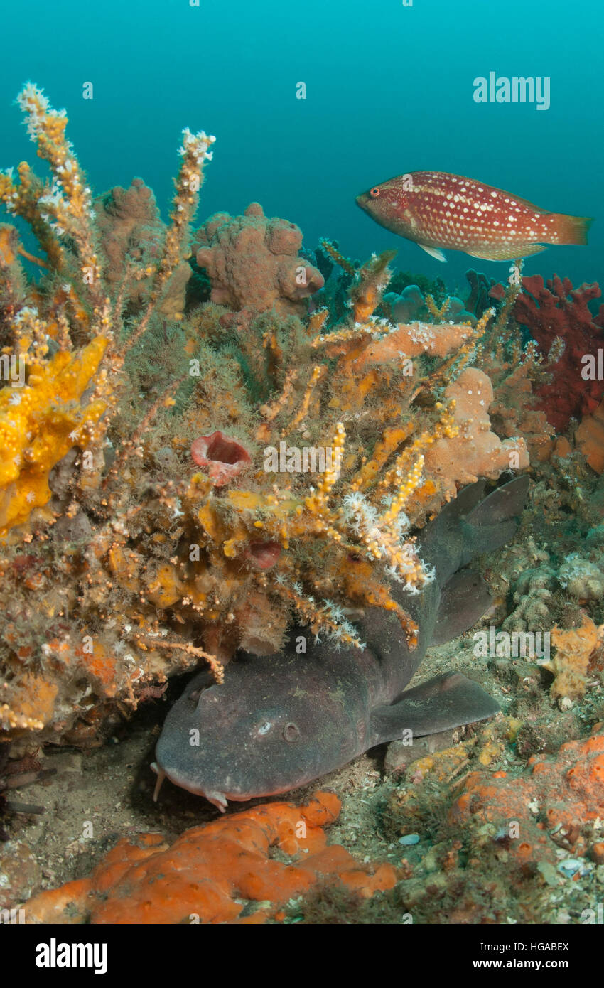 Blind Shark (Brachaelurus waddi Stock Photo - Alamy