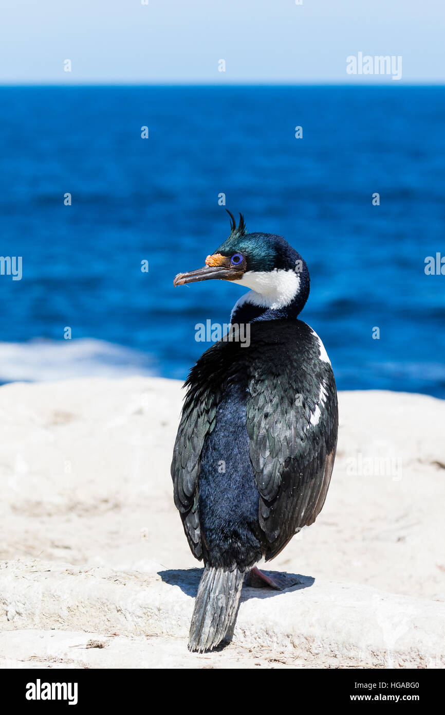 Imperial shag on sealion island hi-res stock photography and images - Alamy