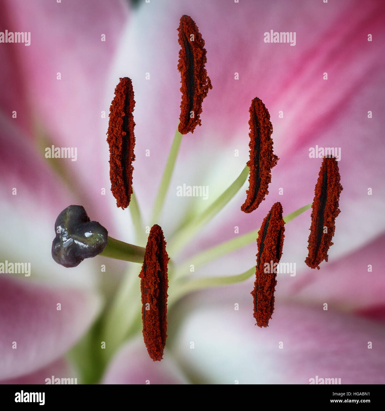 Macro image of the stamen & pollen in a lily Stock Photo - Alamy